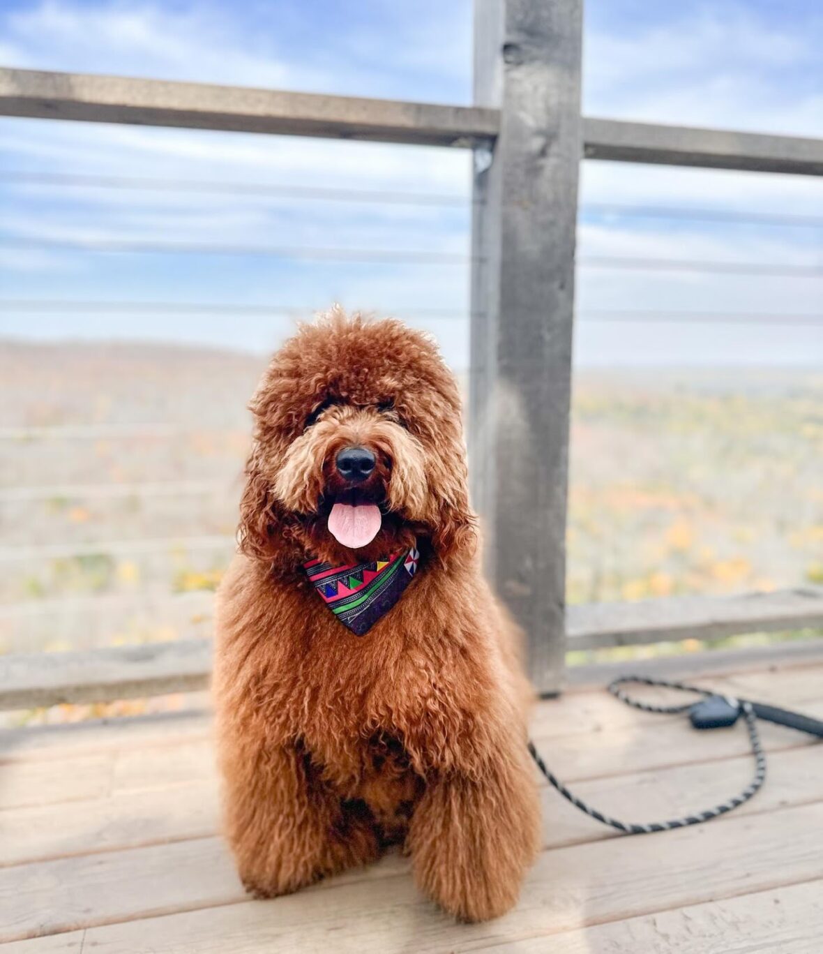 Fluffy Overload: This New Dog Trend Is Making Us Want To Squish Our ...