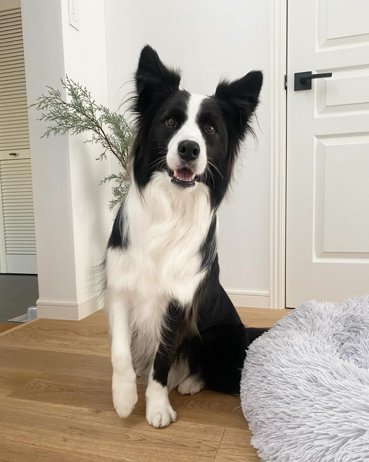 The Most Aggressive Dog Breeds: An Expert Ranks the Top 15 - Rocky Kanaka