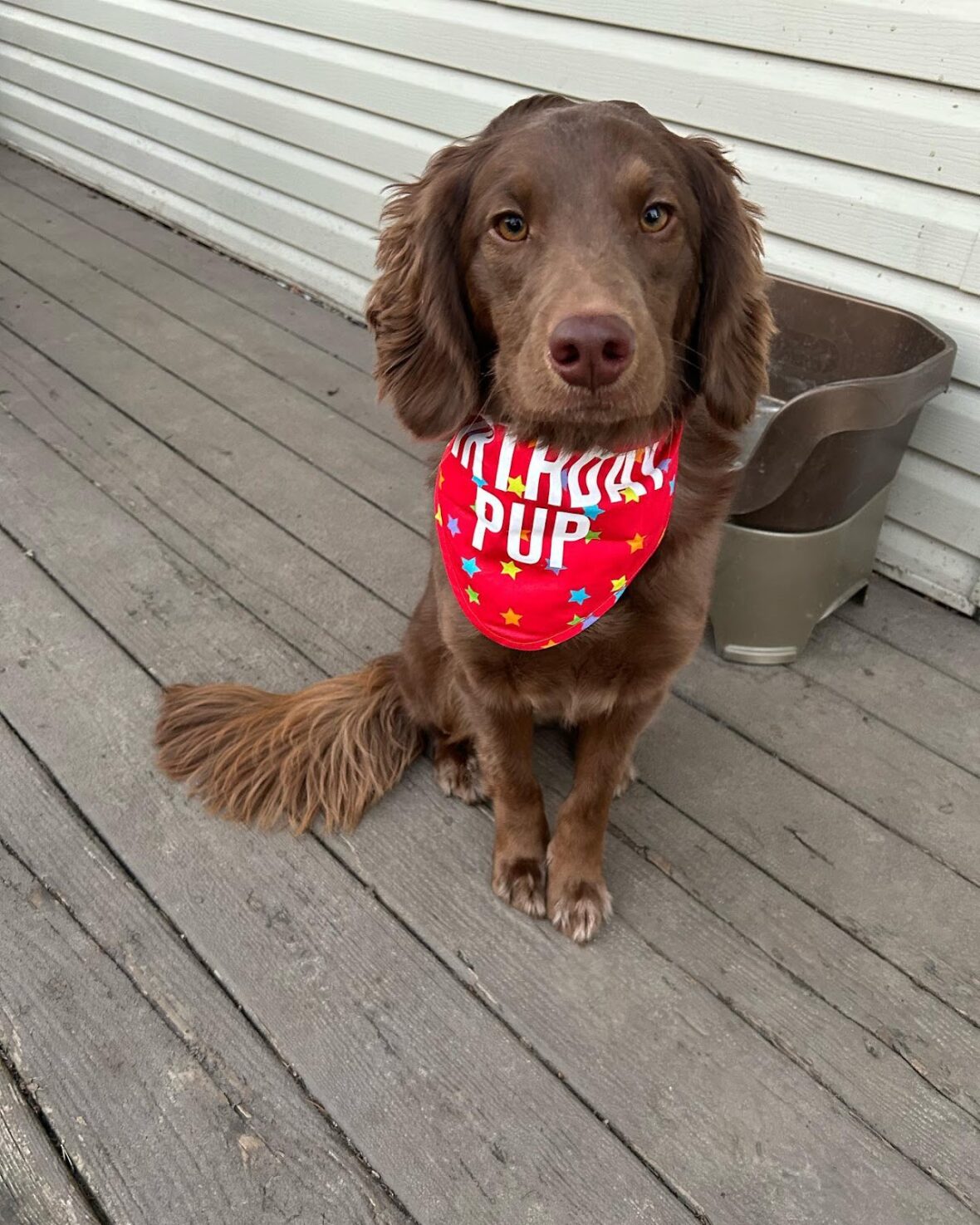 Fluffy Overload: This New Dog Trend Is Making Us Want To Squish Our ...