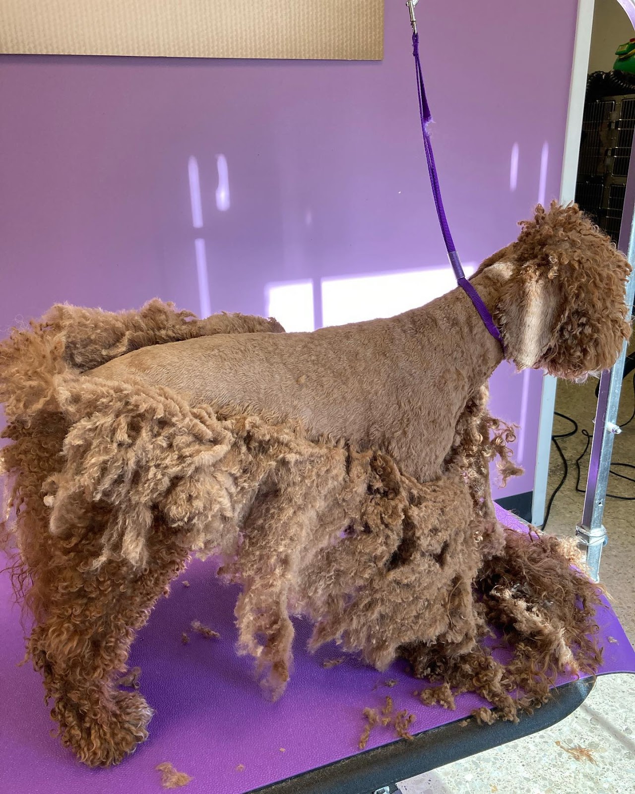 7 Overrated Dog Breeds Vets Wish Dog Owners Would Stop Buying - Rocky ...