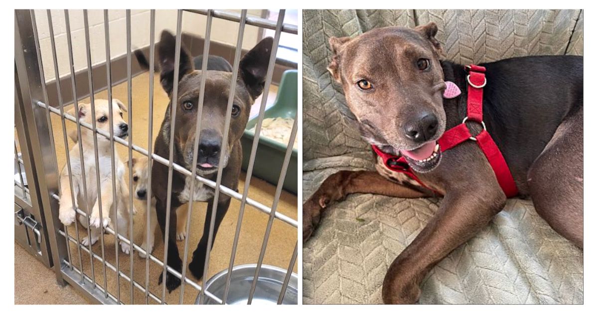 Loyal Mama Dog Rescued Her 5 Pups, But Now She's Waited 385 Days For a ...