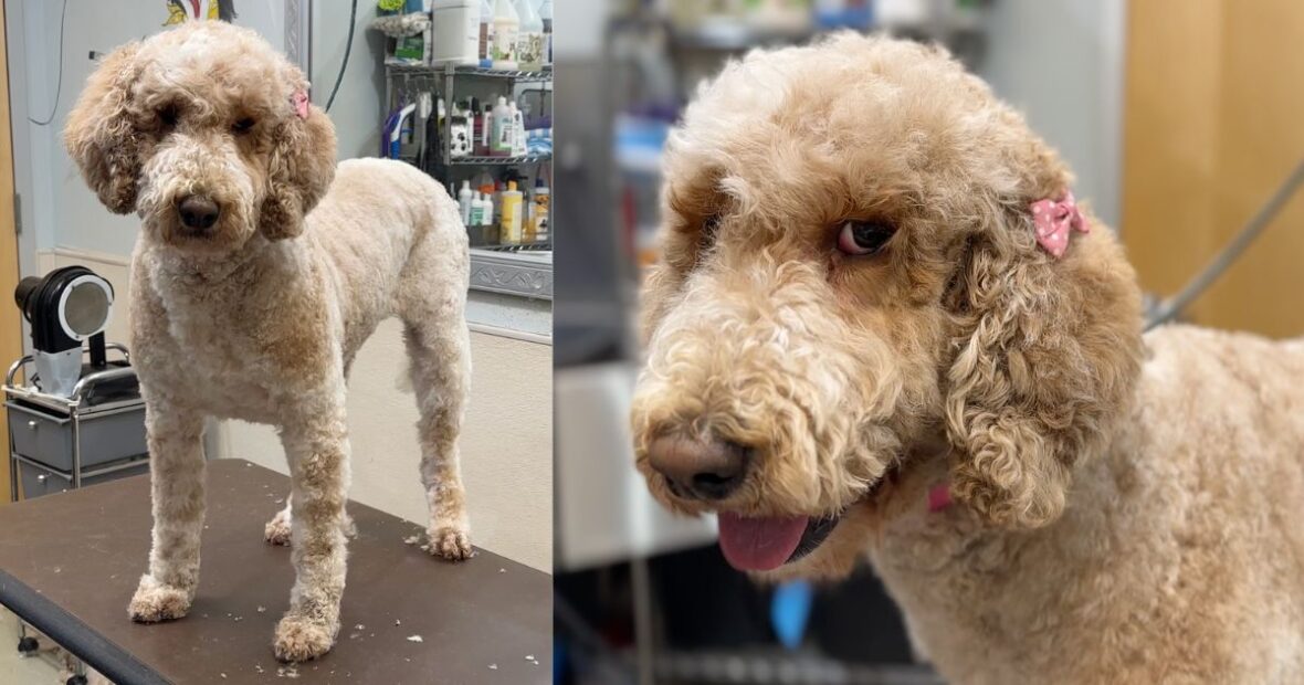 Dog's Matted Fur Looked So Much Like an Extra Paw, Groomer Had To Do A ...