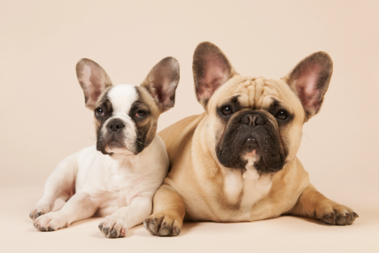 Perfect Cream Colored Dog Names - Rocky Kanaka