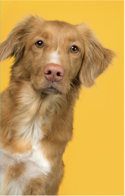 Perfect Cream Colored Dog Names - Rocky Kanaka