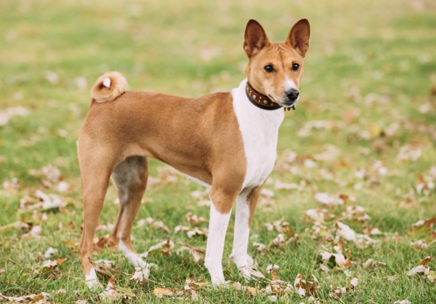 Perfect Cream Colored Dog Names - Rocky Kanaka