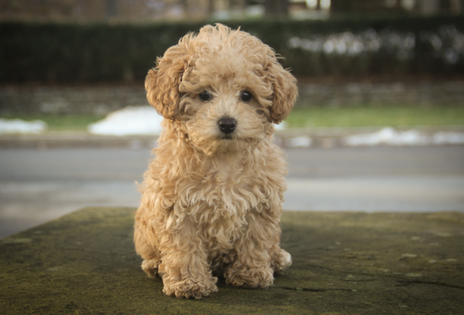 The Truth About Teacup Poodles and the Hidden Cost of Cuteness - Rocky ...