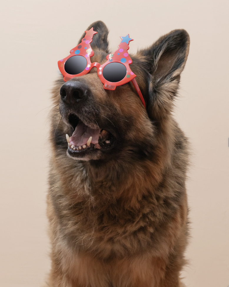 150+ Epic German Shepherd Names - Find The Perfect Moniker For Your GSD ...