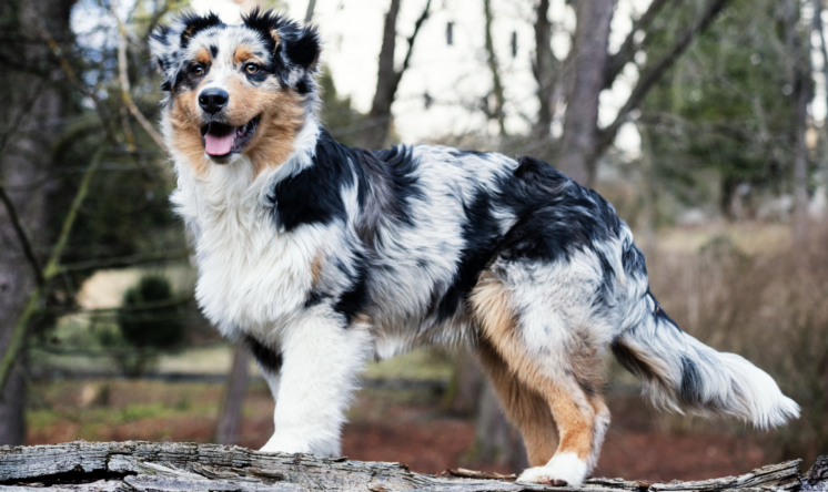Fact or Fiction: Australian Shepherds are Born with Long Tails - Rocky ...