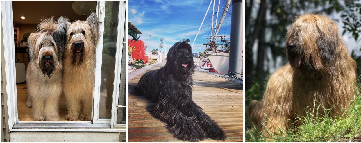 Fluffy, Scruffy & Tough as Nails: Meet the One-of-a-Kind Idaho Shag Dog ...