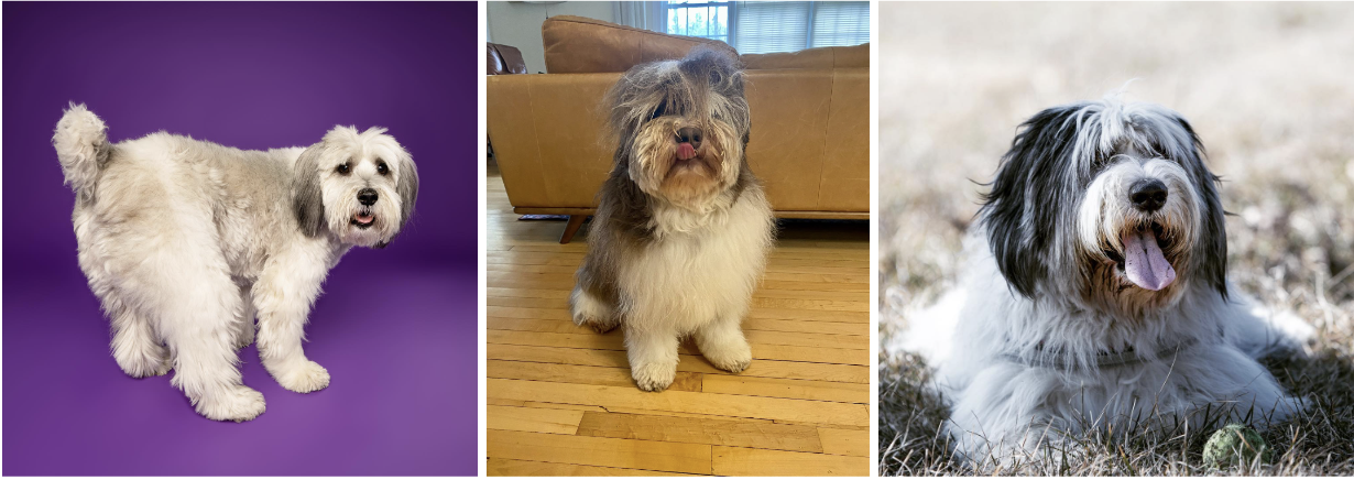 Fluffy, Scruffy & Tough as Nails: Meet the One-of-a-Kind Idaho Shag Dog ...