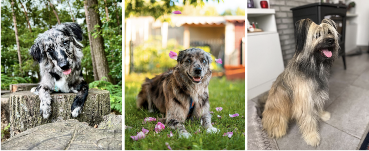 Fluffy, Scruffy & Tough as Nails: Meet the One-of-a-Kind Idaho Shag Dog ...