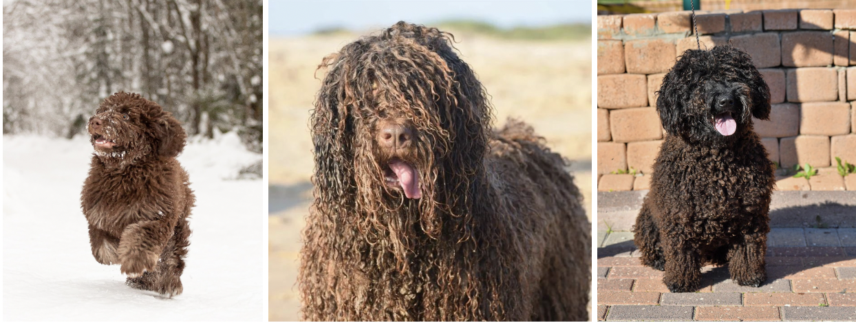 Fluffy, Scruffy & Tough as Nails: Meet the One-of-a-Kind Idaho Shag Dog ...