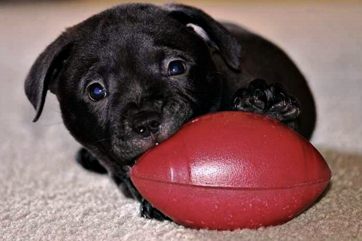 The Ultimate Guide to Football Inspired Dog Names - Rocky Kanaka