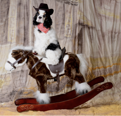 Country Dog Names: Capturing the Spirit of the South in Your Canine ...