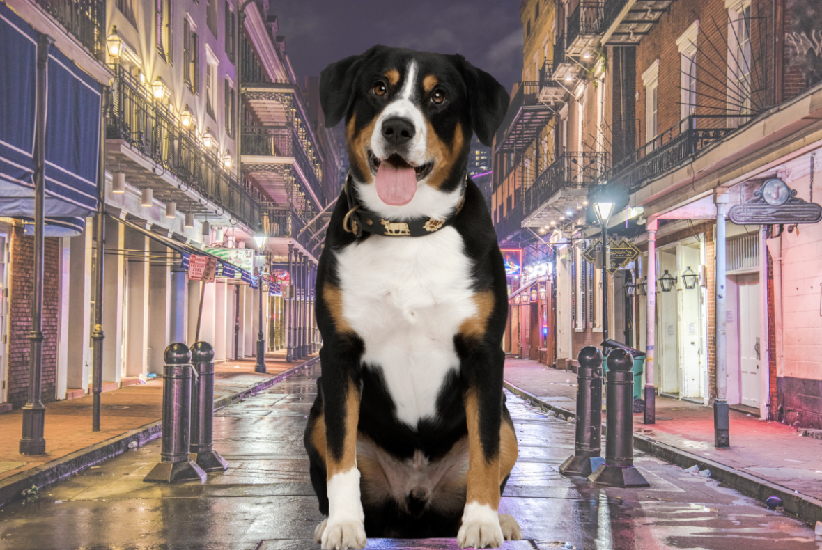 Country Dog Names: Capturing the Spirit of the South in Your Canine ...