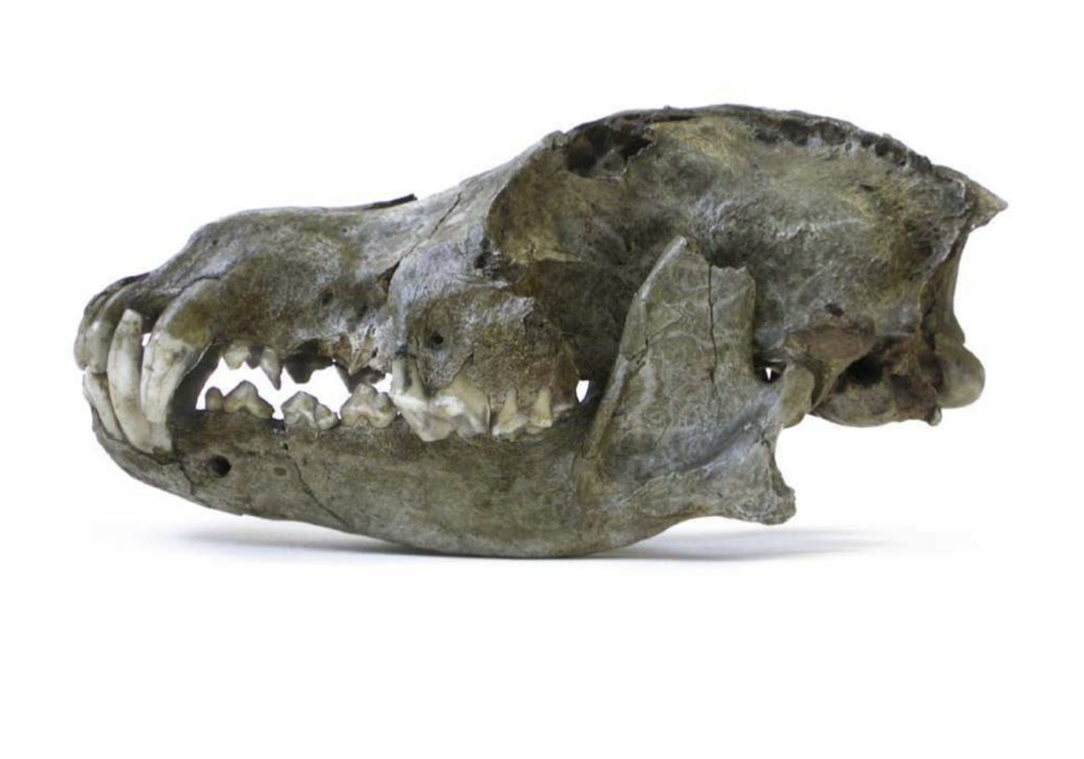 Meet the World's First Dog: Larger Than a Husky and 31,700 Years Old ...