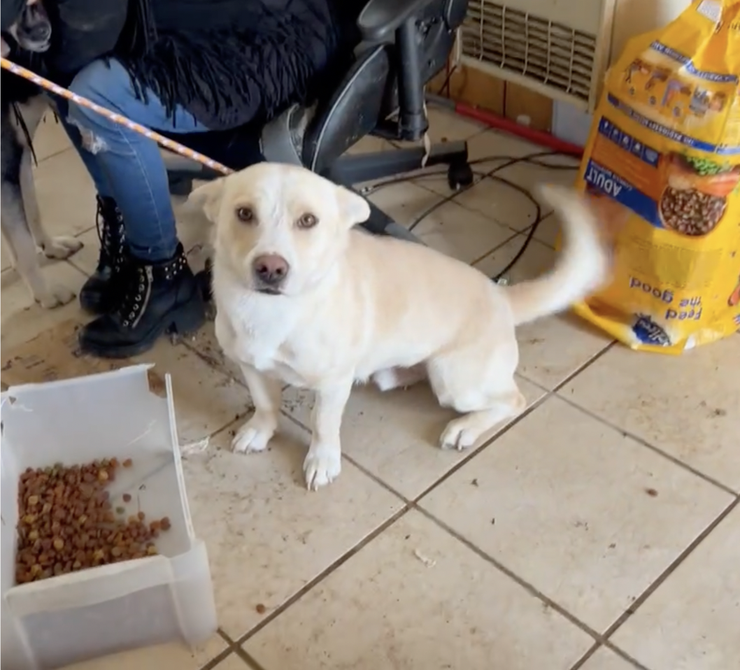 Mama Dog + 9 Pups Left Alone For Weeks in Abandoned Home. The Reaction ...