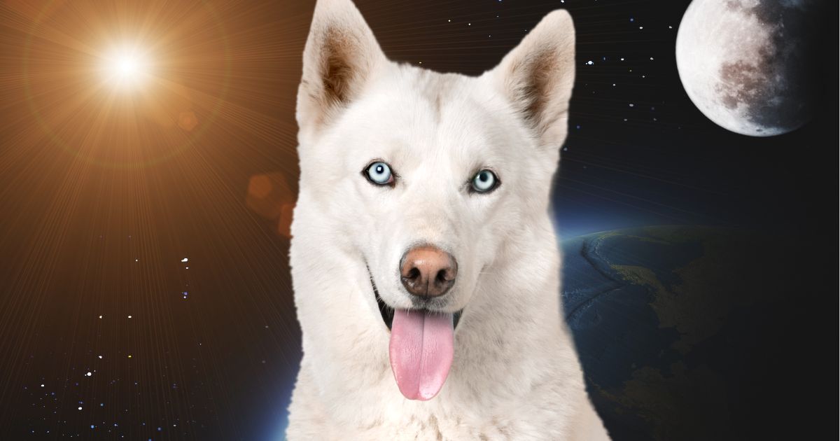 These Space Names For Dogs Are Light Years Cooler Than Spot or Buddy ...