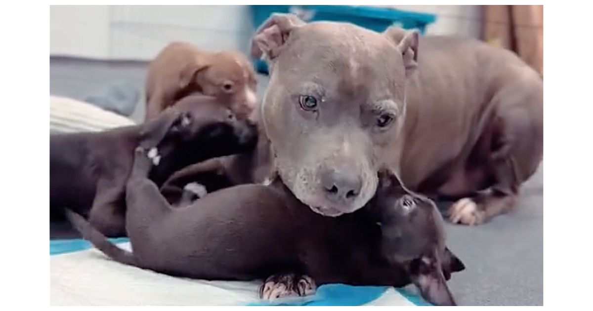 Rescued Puppies Melt Hearts As Surrogate Dog Bonds Instantly With ...