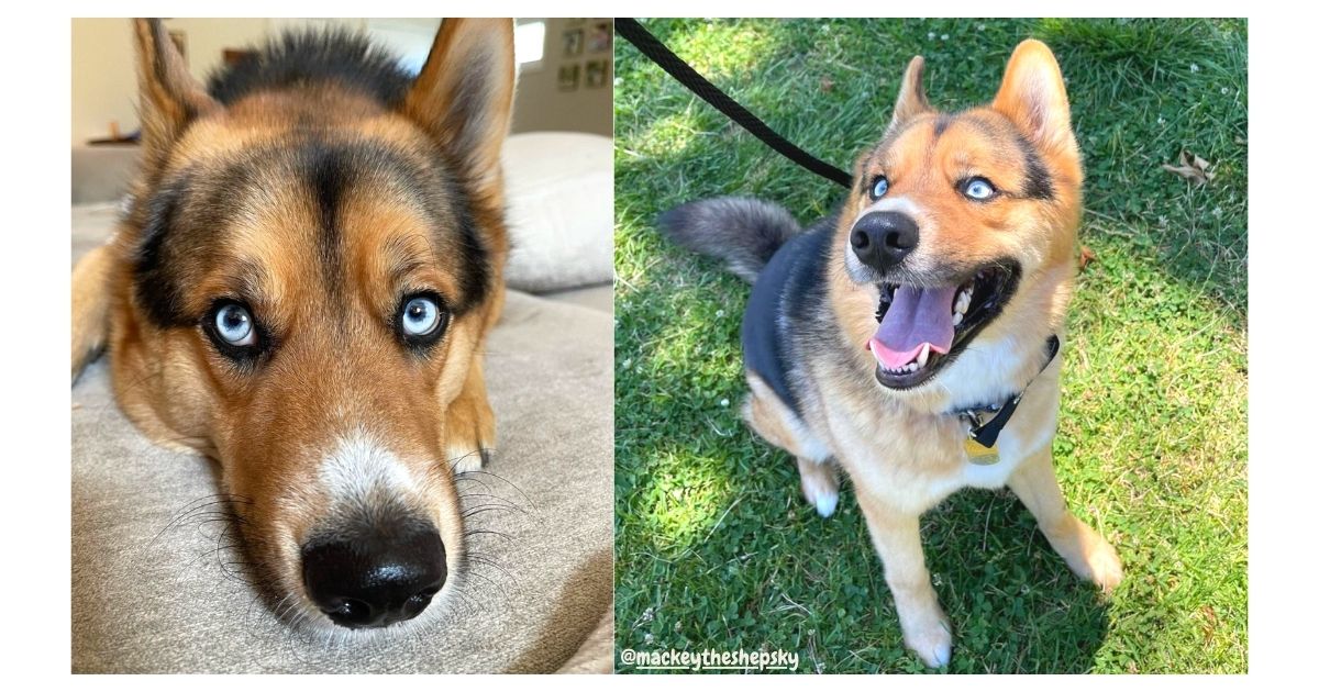 The Gerberian Shepsky: Sofa Shredder, Sock Thief, Heart Melter - Rocky ...