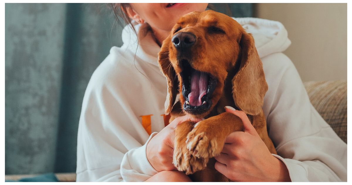 I Tested That Viral Dog Yawning Study On My Pets. The Outcome Was ...