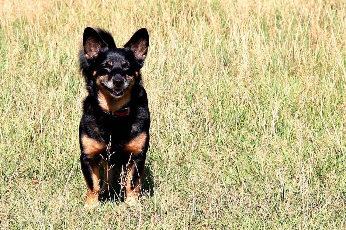 America’s Newest Dog Breed Has Been Recognized in the UK For Decades ...