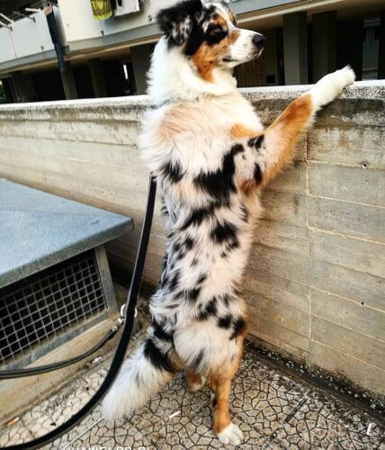 Fact or Fiction: Australian Shepherds are Born with Long Tails - Rocky ...
