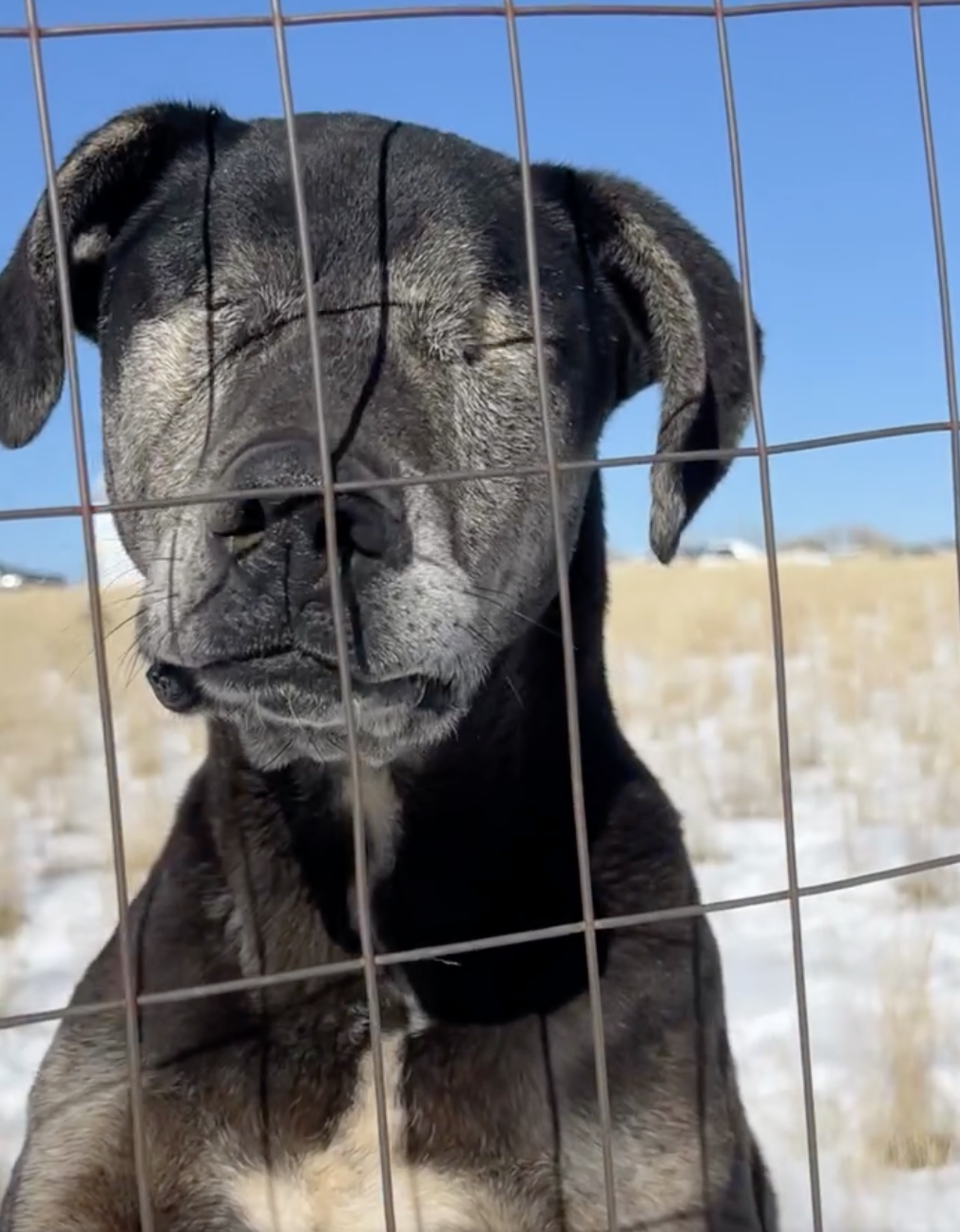 Blind Great Dane's Desperate Plea For Love: Over 20 Senior Dogs ...