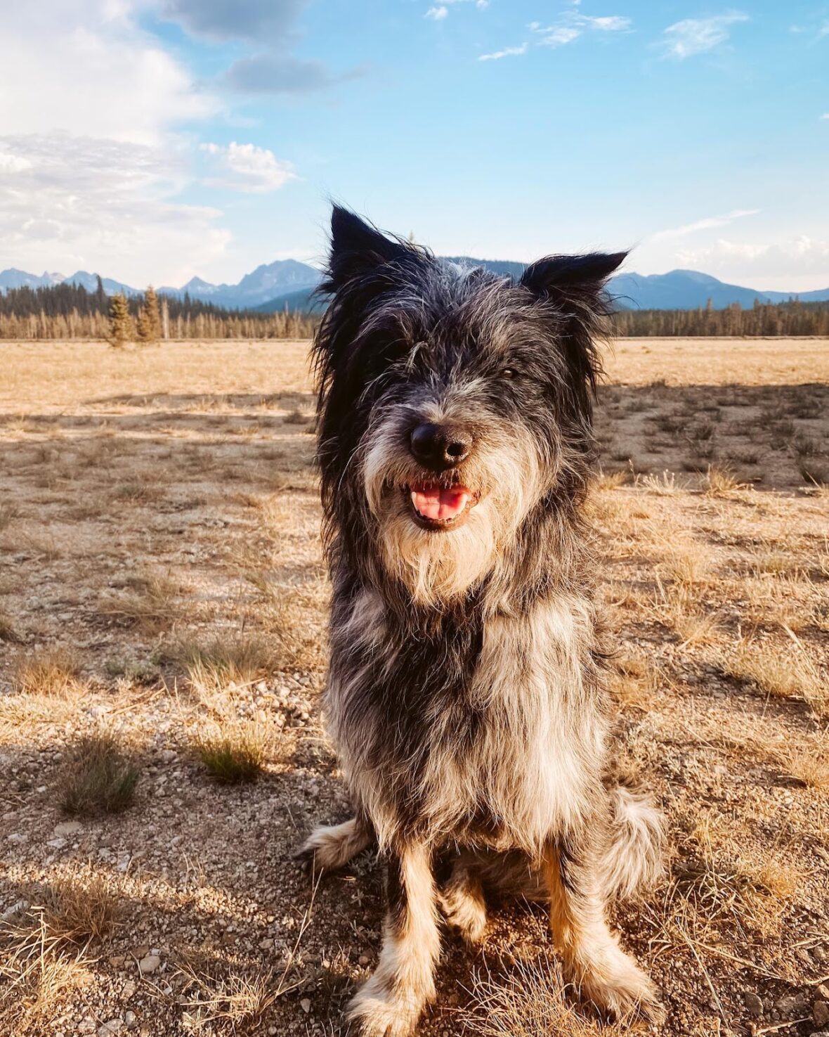 Fluffy, Scruffy & Tough as Nails: Meet the One-of-a-Kind Idaho Shag Dog ...