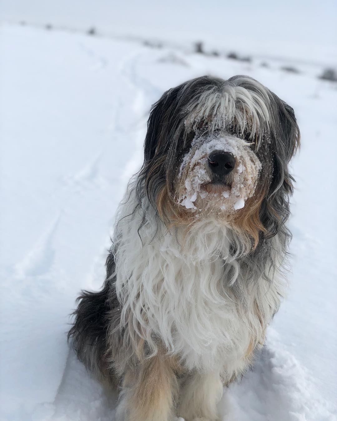 Fluffy, Scruffy & Tough as Nails: Meet the One-of-a-Kind Idaho Shag Dog ...