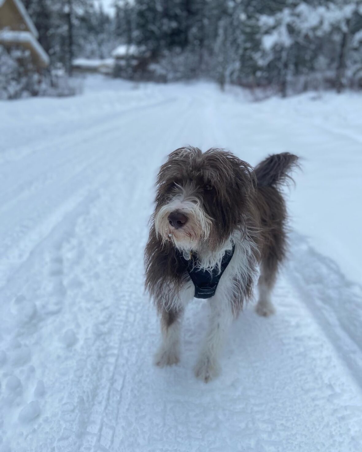 Fluffy, Scruffy & Tough as Nails: Meet the One-of-a-Kind Idaho Shag Dog ...