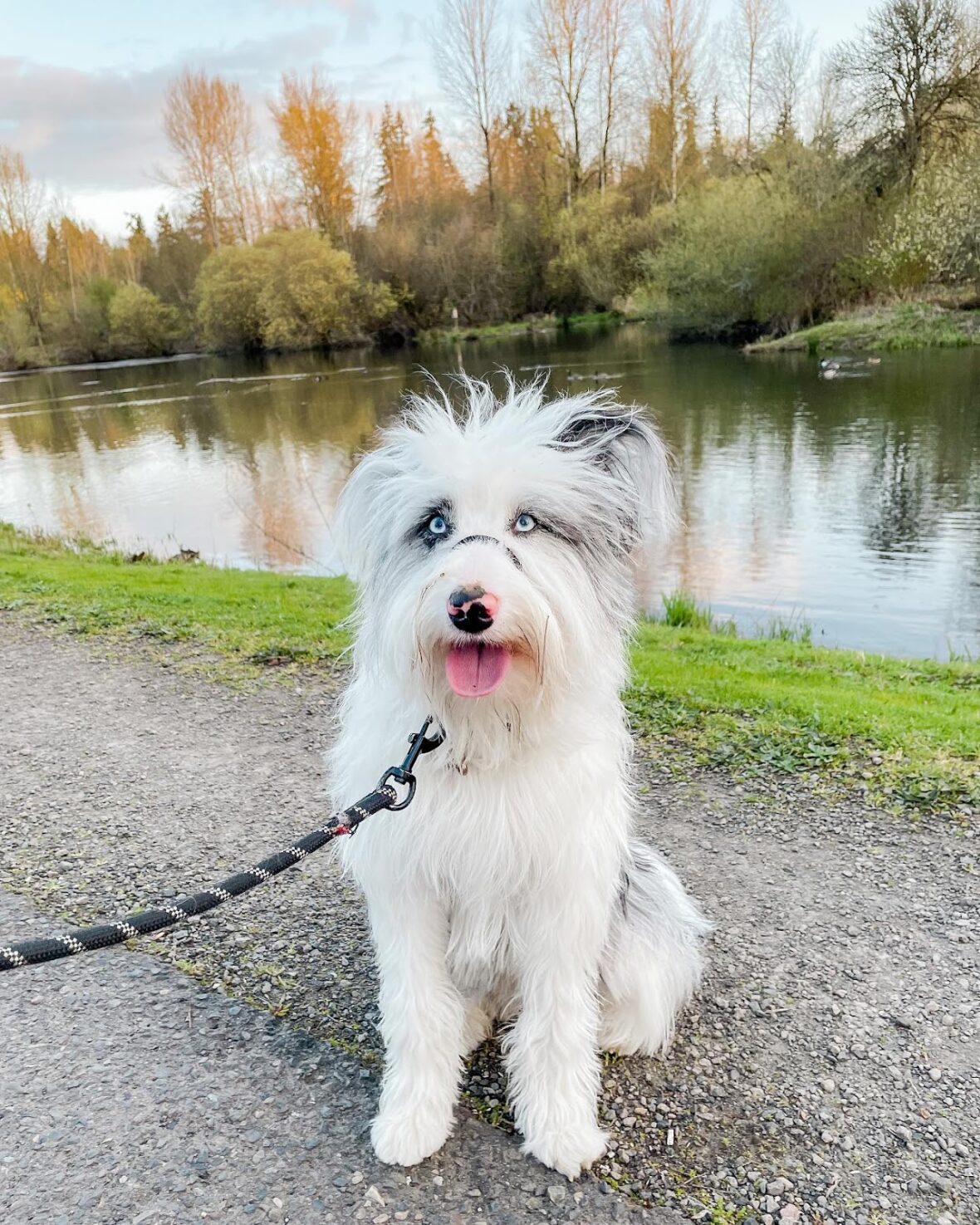 Fluffy, Scruffy & Tough as Nails: Meet the One-of-a-Kind Idaho Shag Dog ...