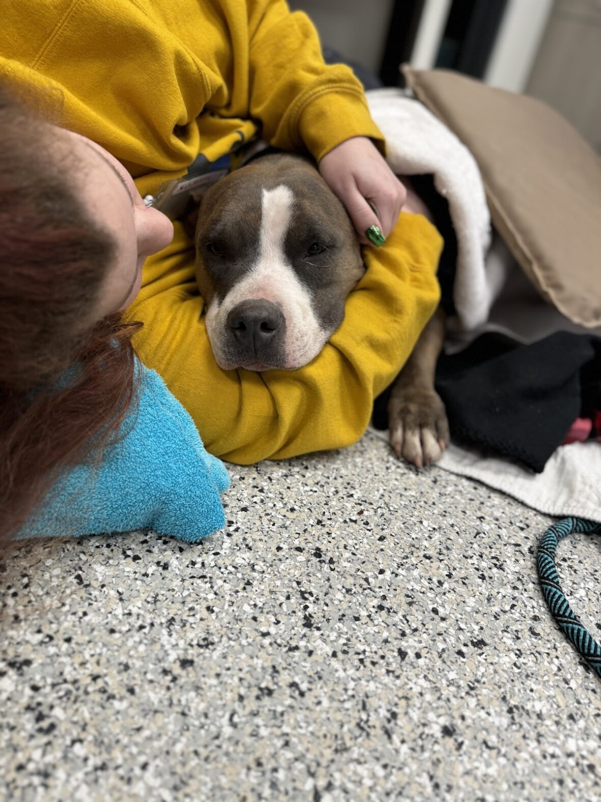 Homeless Dog Saved From Freezing Temps Melts Hearts With First Tail Wag. - Rocky Kanaka