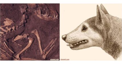 Meet the World's First Dog: Larger Than a Husky and 31,700 Years Old ...