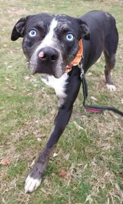 Shelter's Longest Resident Marks 700 Days After Abandonment in Frozen ...