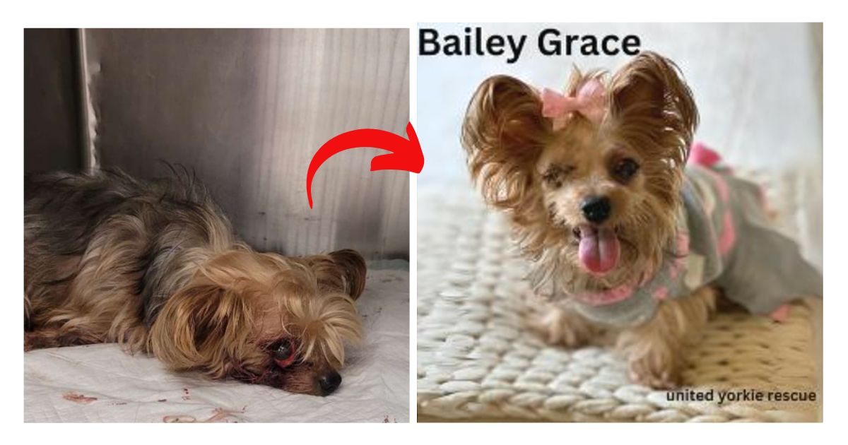 Abandoned, Injured, Yet Undeterred: Yorkie's Resilience Melts Hearts ...