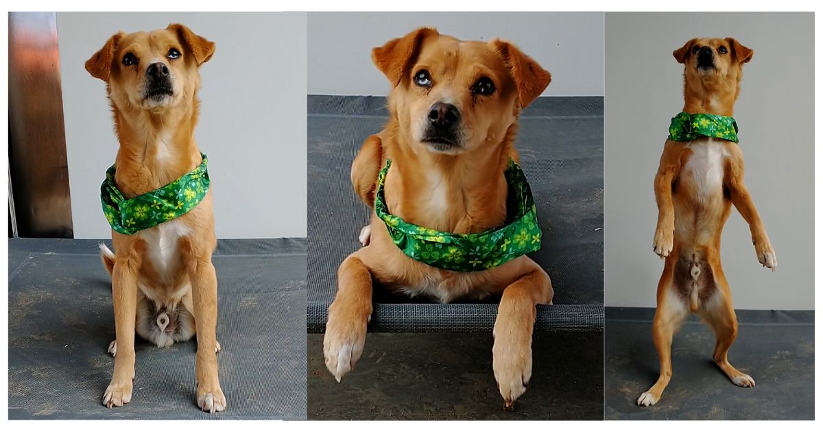 Blue/Grumpy - Rocky Kanaka