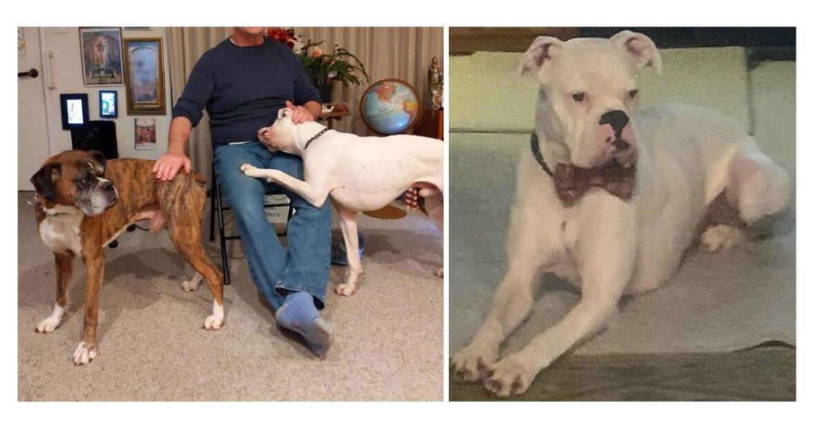 Grieving Dogs Find Temporary Refuge To Mend Broken Hearts After Owner ...