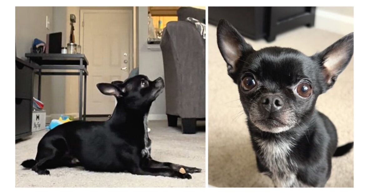 Watch This Tiny Chihuahua Show Off His Big Vocabulary in the Most ...