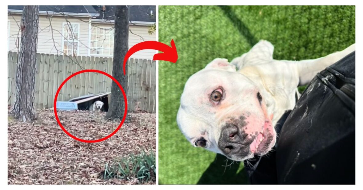 Dog Chained in Freezing Temps with Just Cardboard Box Does Sweetest ...