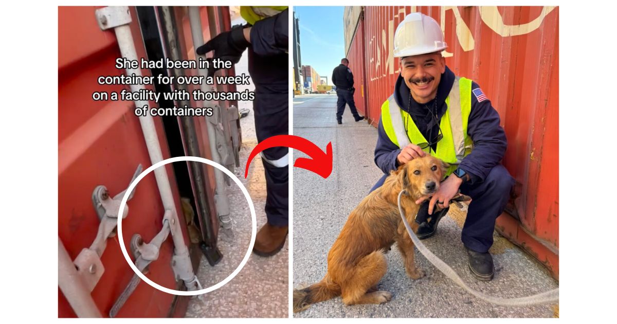 Dog Trapped in Shipping Container for a Week Rescued By Quick-Thinking ...