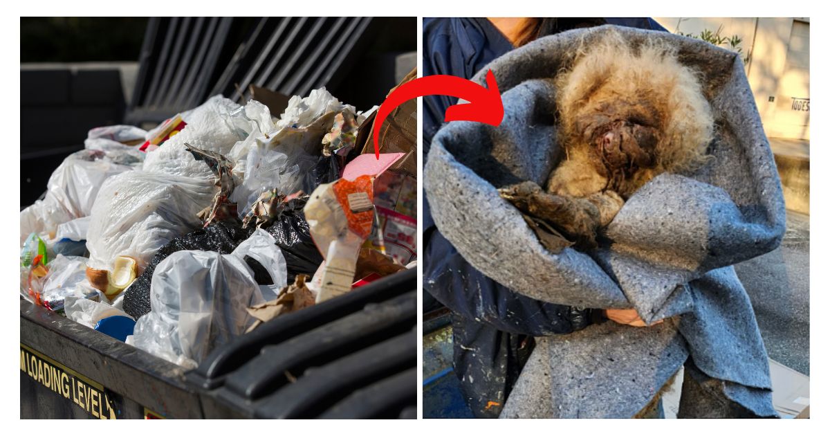 Rescuers Find Blind Poodle Dumped in Trash, and He Does Something That ...