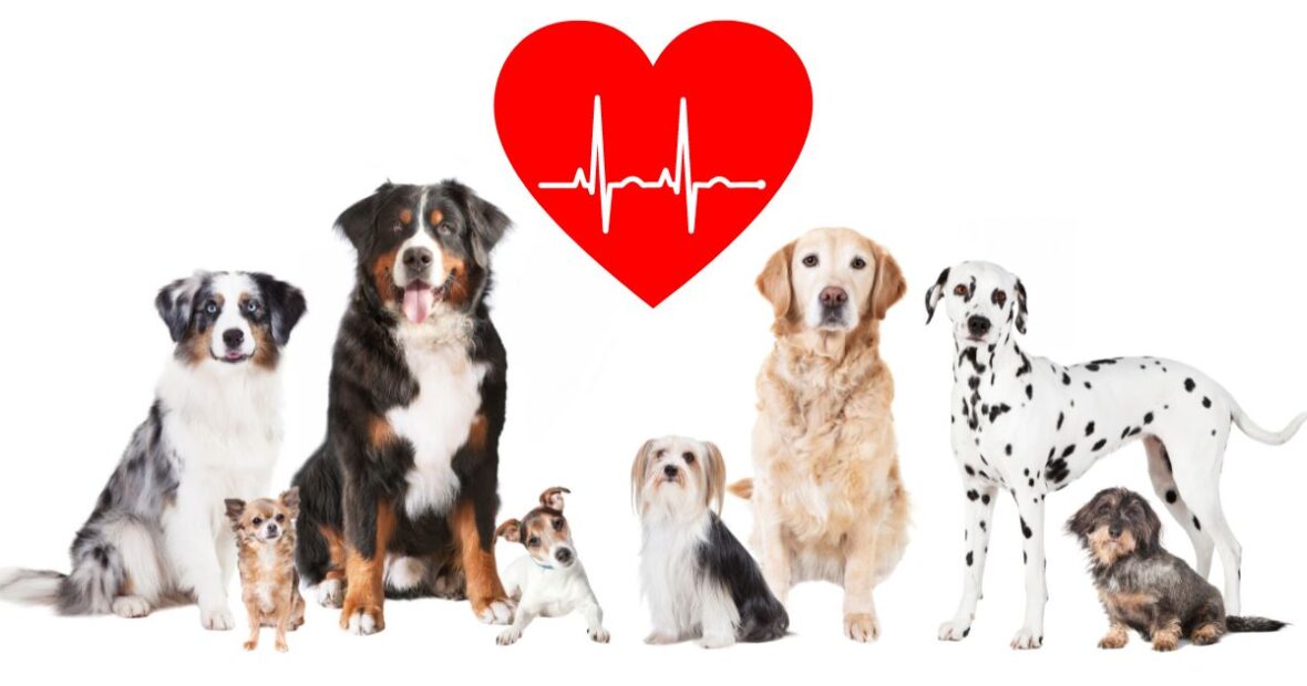 The Longevity Link: How the Shape of Your Dog’s Face Affects Their Life ...