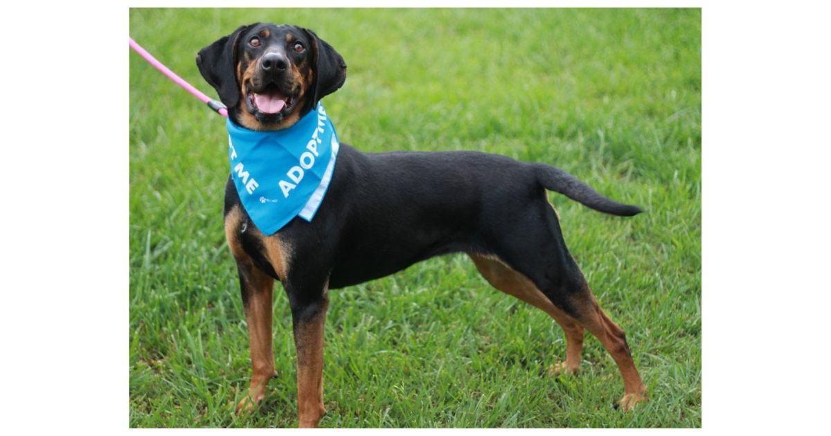 Melody - Rocky Kanaka