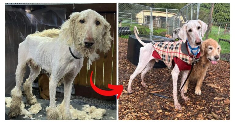 Neglected Poodle Becomes Rescue’s ‘Most Valuable Pup’ After Super Bowl ...