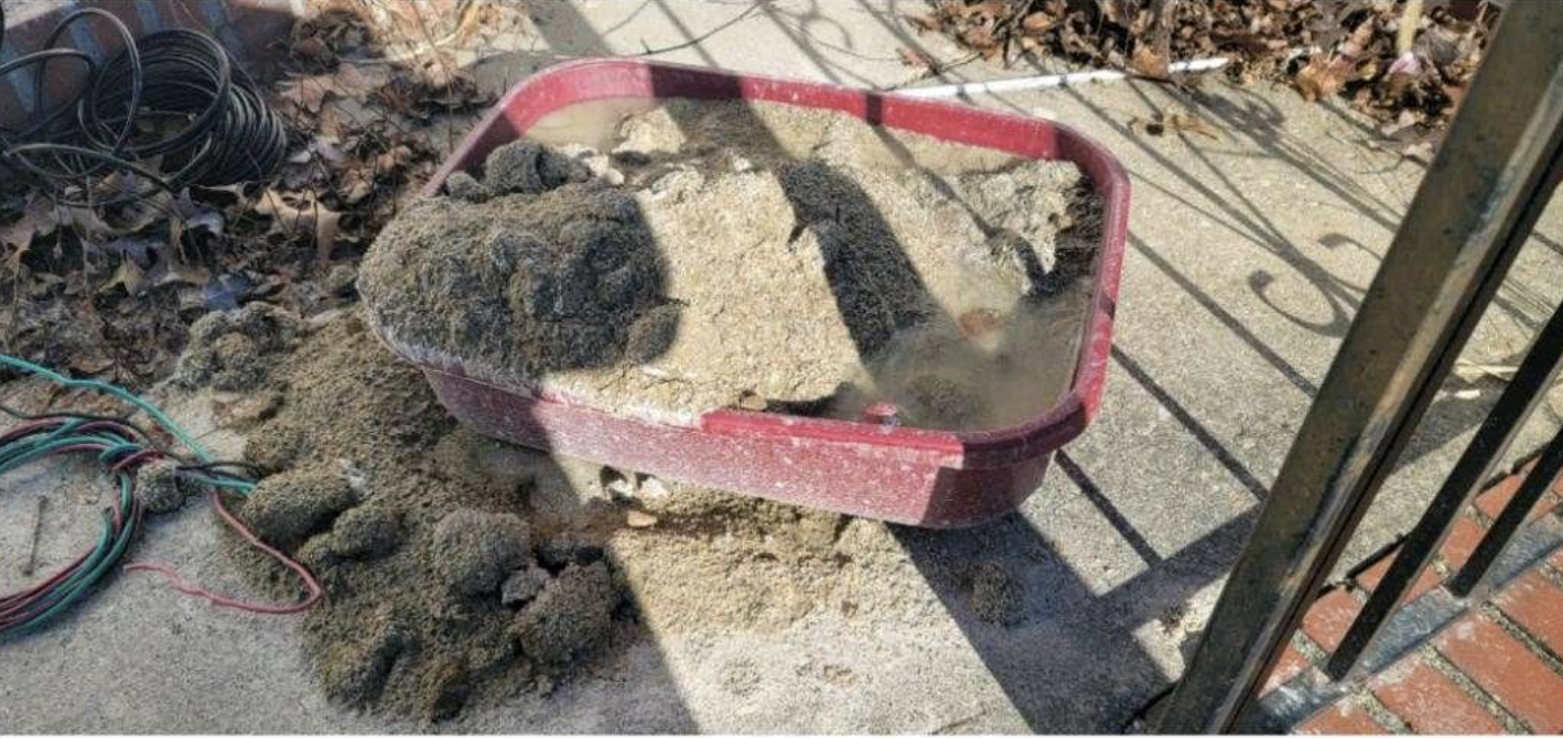 Shelter's Longest Resident Marks 700 Days After Abandonment in Frozen ...