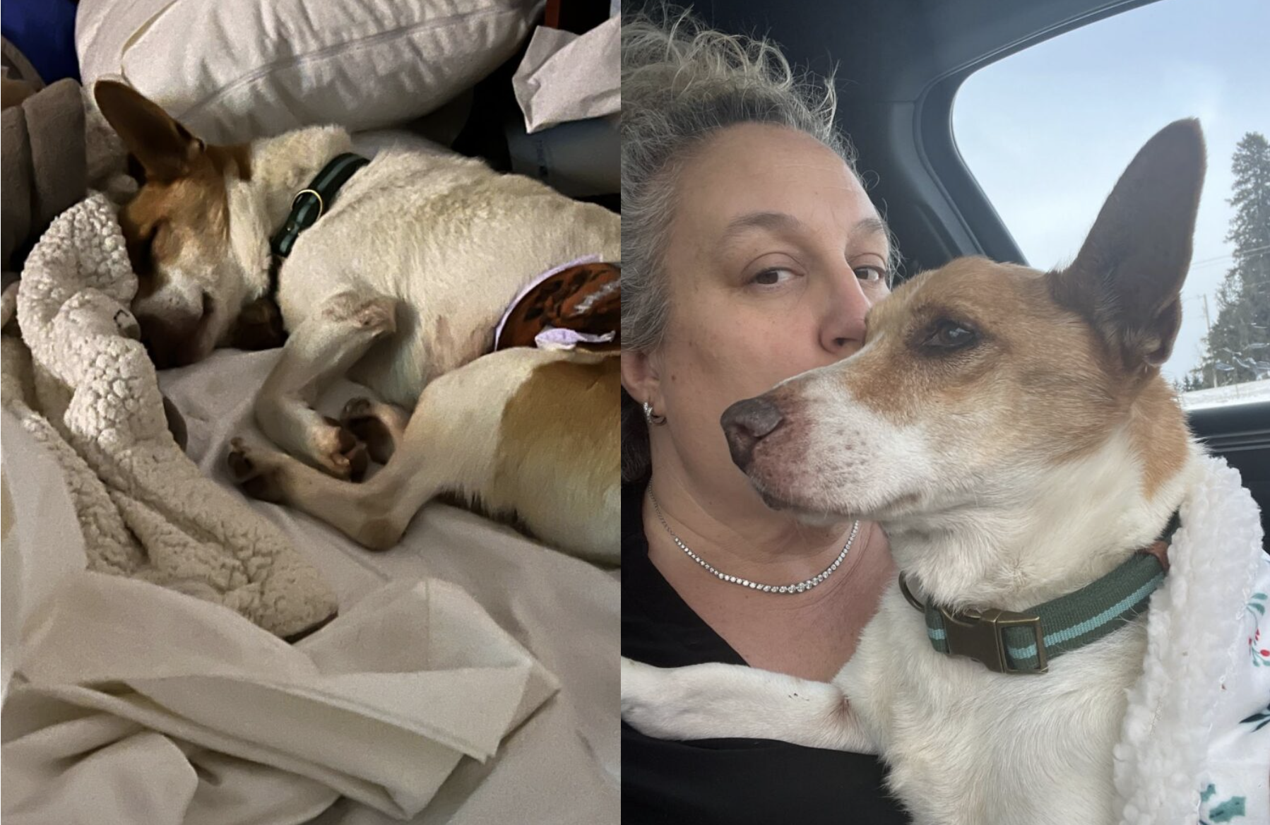 Meet the Heroic Woman Providing Forever Homes for 26 Special Needs Dogs ...