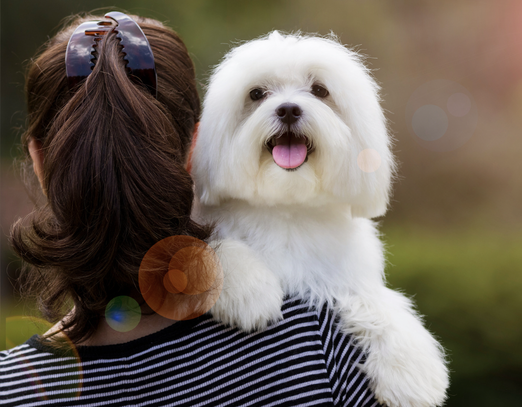 3 Signs Your Dog Imprinted On You & Thinks You're Their Whole World ...