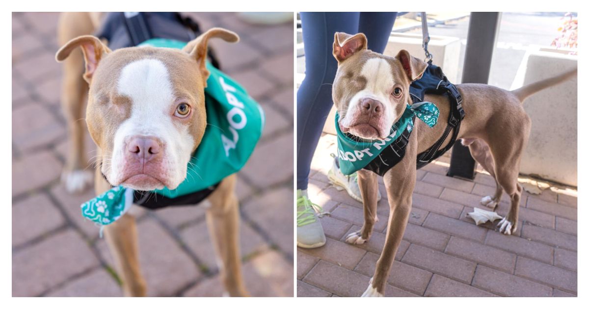 Meet Tater: a Special Boxer Proving Love Triumphs Over Trauma. Seeks ...