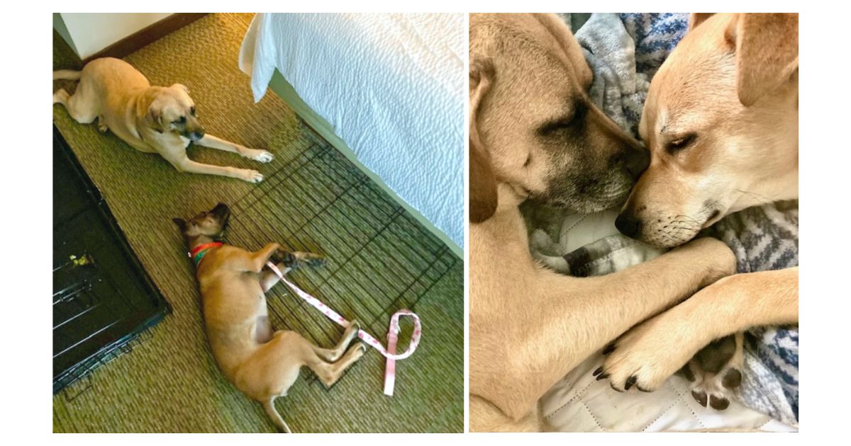 Woman Opens Her Home to 2 Shelter Dogs, What Happens Next Is Pure Joy - Rocky Kanaka